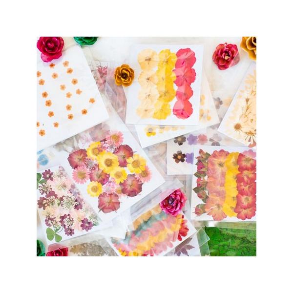 【商品番号：169-00132】/【VAR：】20231225newドライフラワー花材 押し花