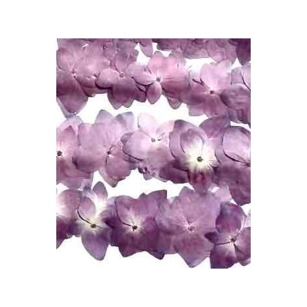 【商品番号：169-00134】/【VAR：】date20251015ドライフラワー花材 押し花