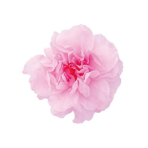 【商品番号：178-00084】/新商品201208/02181-120/4988489205283/02181-120/4988489205283/16v-004/P17haha-005/16ha_p003/bk-1043/bk-2043...