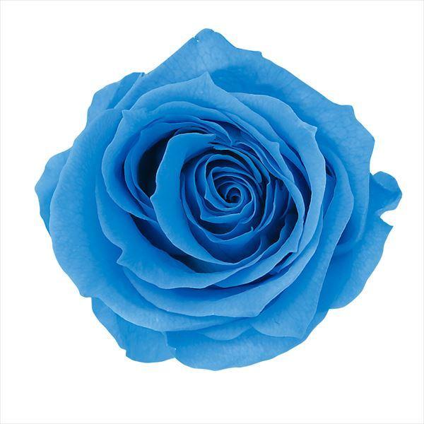 【商品番号：178-00234】/【VAR：4541】4988489206327/20170117new/psum-001/bk-2021/hahanohi/76-3840-651/prikowake/bk-3001/bk-4001/bk-...