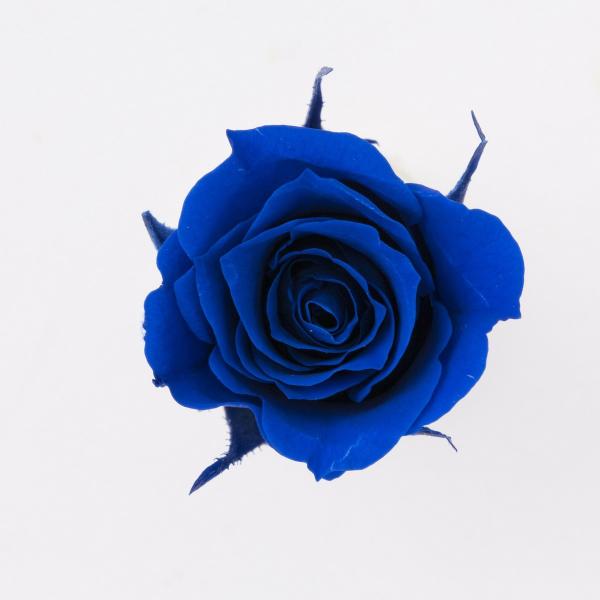 【商品番号：178-00235】/【VAR：4541】4988489239257/20170117new/psum-001/hahanohi/76-3840-661/prikowake/bk-3001/bk-4001/bk-4002プリザー...