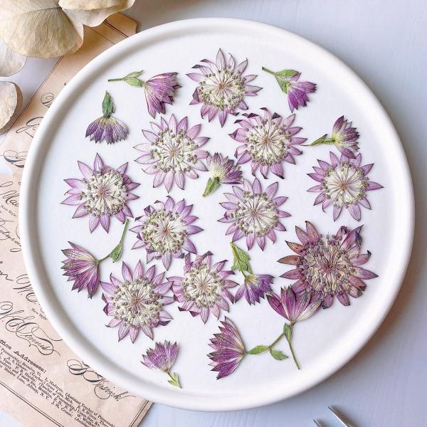 【商品番号：185-00008】/【VAR：81309】20220919new/bk-3007ドライフラワー花材 押し花【m flowers】