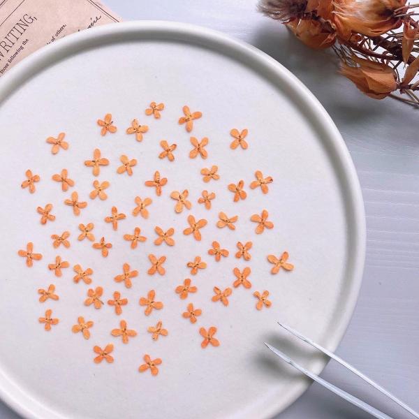 【商品番号：185-00011】/【VAR：81403】20221022new/date20231019/キンモクセイ/ドライフラワー花材 押し花