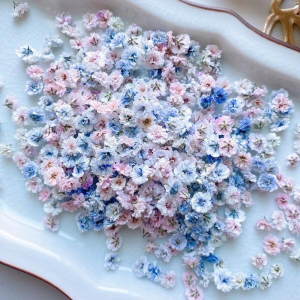 【商品番号：185-00017】/【VAR：67595】20230105new/カスミ草/かすみそう/カスミソウドライフラワー花材 カスミ草