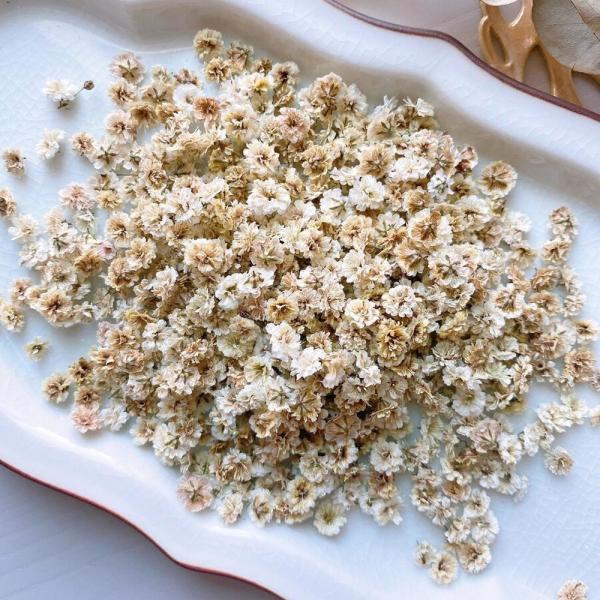 【商品番号：185-00018】/【VAR：67595】20230105newドライフラワー花材 カスミ草