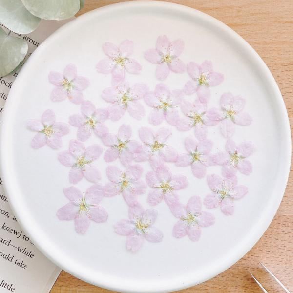 【商品番号：185-00019】/【VAR：27643】date20240123/桜/さくら/bk-3007/bk-5006ドライフラワー花材 押し花【m flowers】