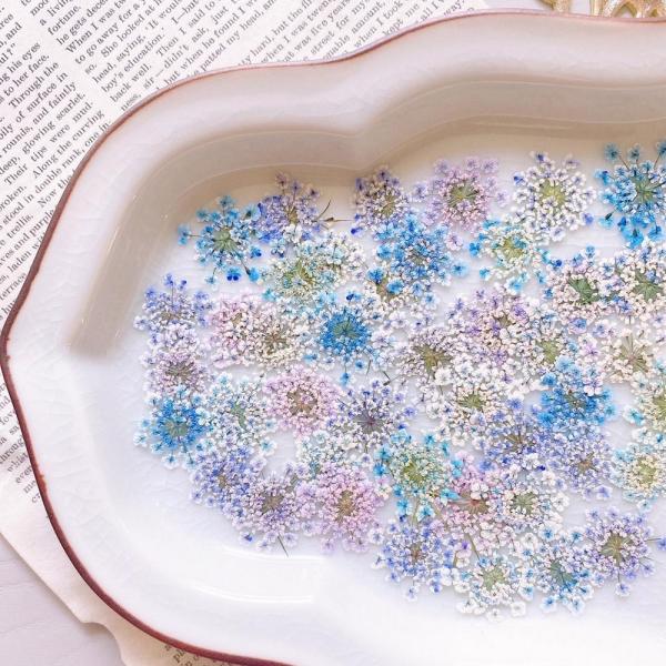 【商品番号：185-00031】/【VAR：77198】20230511newドライフラワー花材 押し花