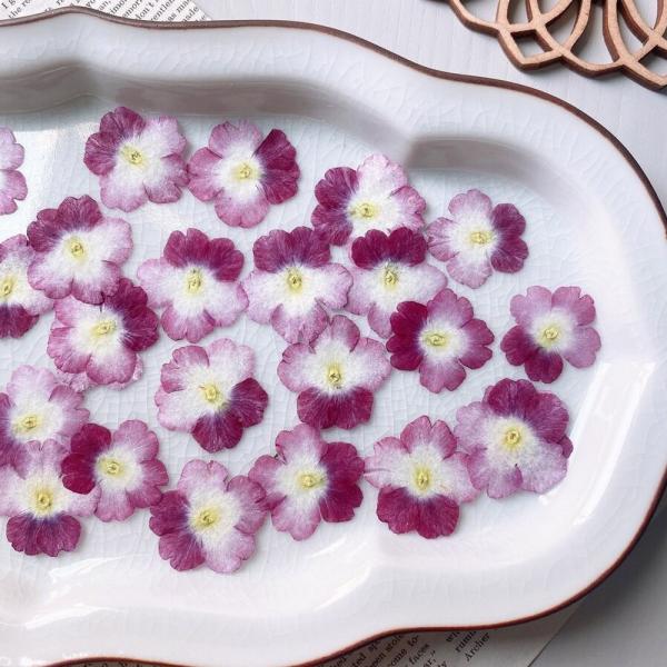 【商品番号：185-00034】/【VAR：27650】20230511new/bk-5006ドライフラワー花材 押し花【m flowers】