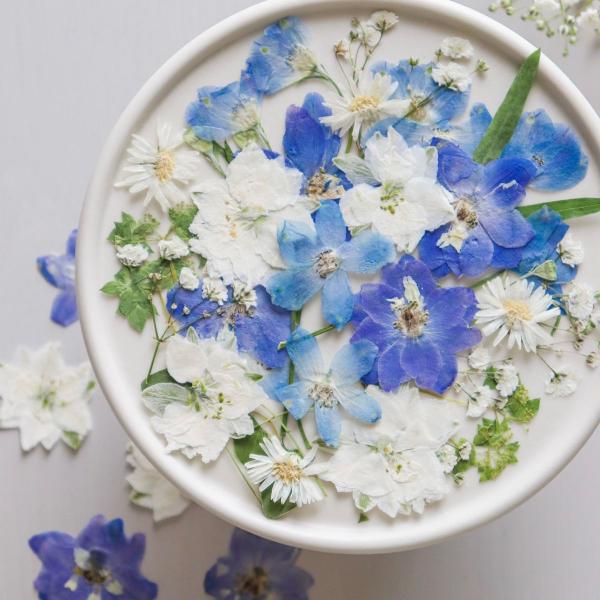 【商品番号：185-00050】/【VAR：27635】date20231019/bk-5006ドライフラワー花材 押し花【m flowers】