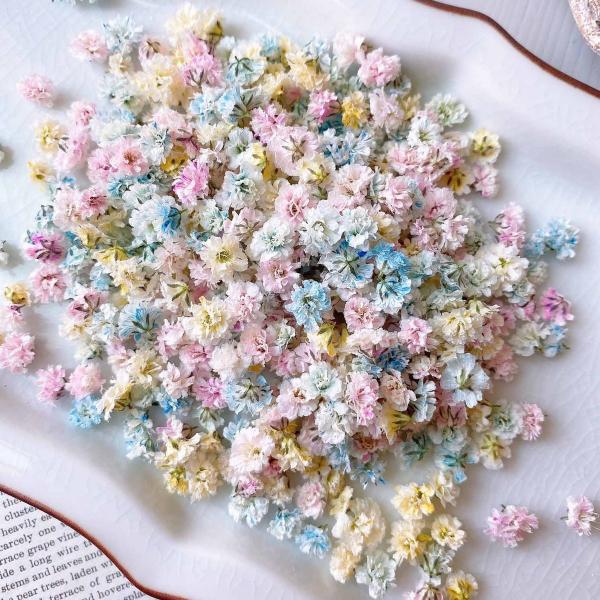 【商品番号：185-00052】/【VAR：67595】date20231123/bk-4006ドライフラワー花材 カスミ草