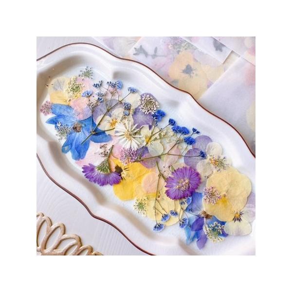 【商品番号：185-00060】/【VAR：0】date20240125ドライフラワー花材 押し花