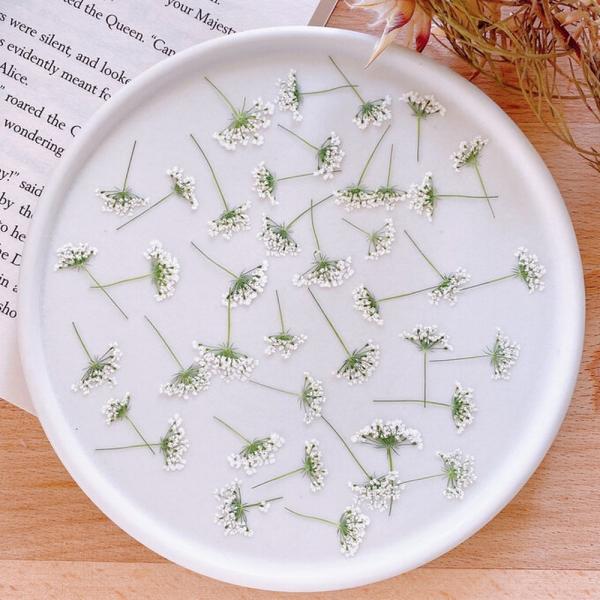 【商品番号：185-00074】/【VAR：27637】date20240401/bk-5006ドライフラワー花材 押し花【m flowers】