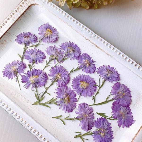 【商品番号：185-00083】/【VAR：81306】date20240401ドライフラワー花材 押し花