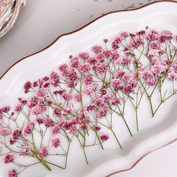 【商品番号：185-00087】/【VAR：77196】date20240401/bk-4006ドライフラワー花材 押し花【m flowers】