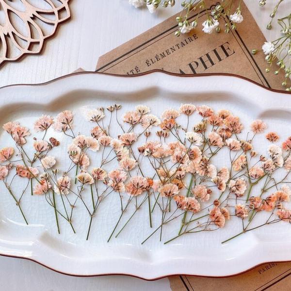 【商品番号：185-00091】/【VAR：25841】date20240401/bk-5006ドライフラワー花材 押し花【m flowers】