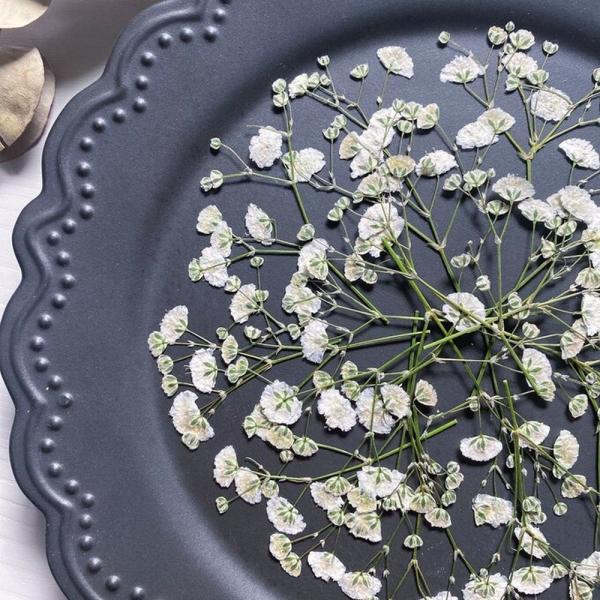 【商品番号：185-00093】/【VAR：77196】date20240401/bk-4006ドライフラワー花材 押し花