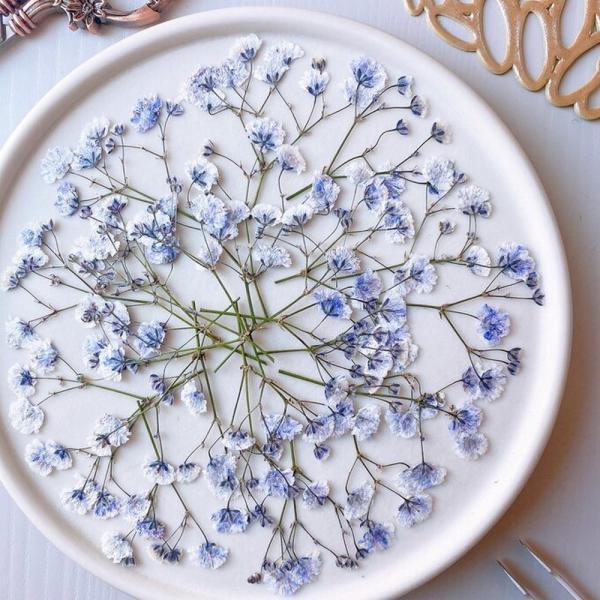 【商品番号：185-00094】/【VAR：25841】date20240401/bk-4006ドライフラワー花材 押し花【m flowers】