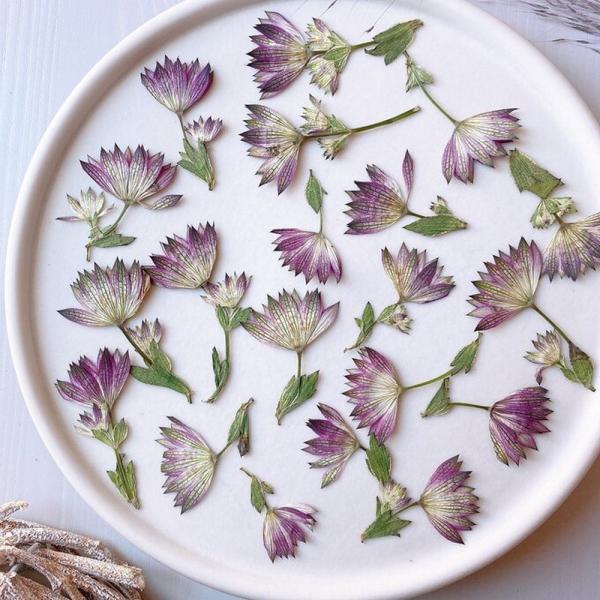 【商品番号：185-00121】【VAR：27641】date20240401 ドライフラワー花材 押し花