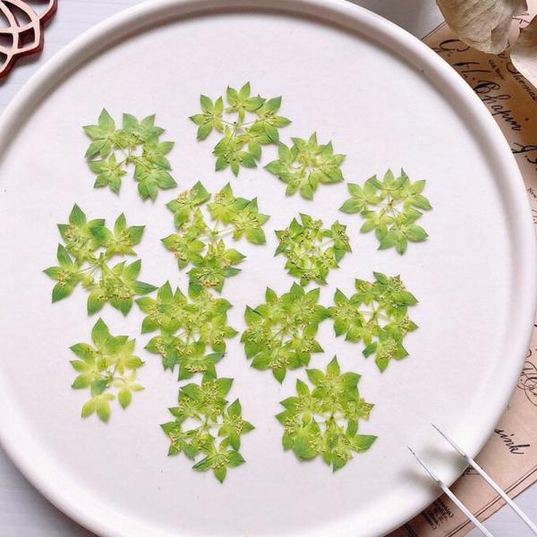 【商品番号：185-00125】/【VAR：81310】date20240401ドライフラワー花材 押し花【m flowers】