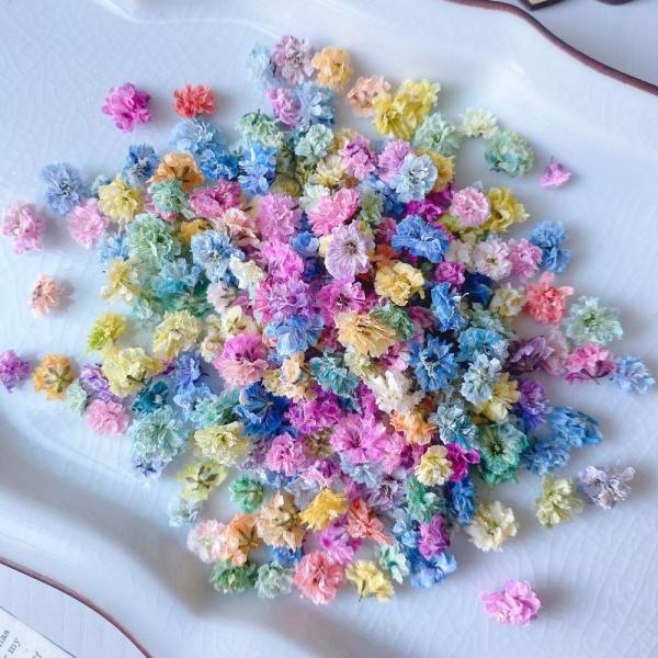 【商品番号：185-00128】/【VAR：67595】date20240401/bk-4006ドライフラワー花材 カスミ草