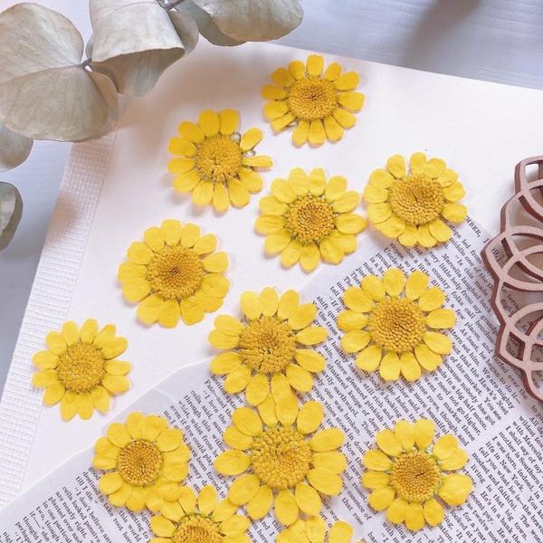 【商品番号：185-00132】date20240420/bk-5006 ドライフラワー花材 押し花
