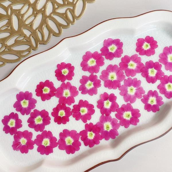 【商品番号：185-00137】/【VAR：81318】date20240527/999color10209ドライフラワー花材 押し花【m flowers】