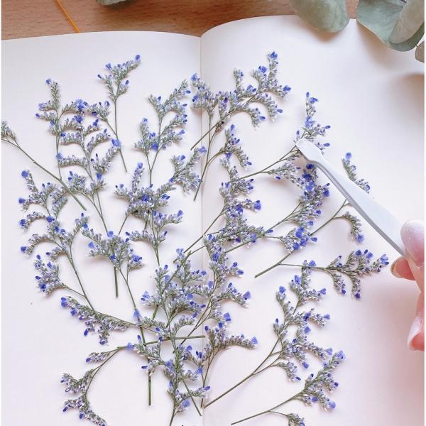 【商品番号：185-00145】date20240527/999color10209/bk-5006 ドライフラワー花材 押し花