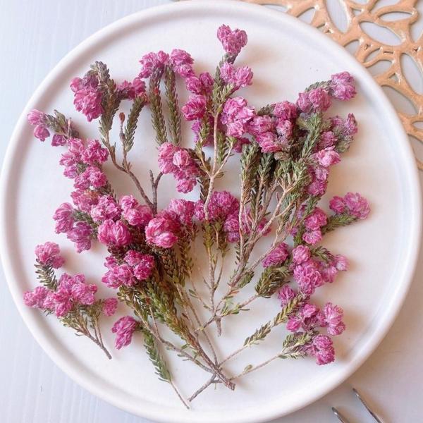 【商品番号：185-00161】/【VAR：】date20240924ドライフラワー花材 その他ドライフラワー