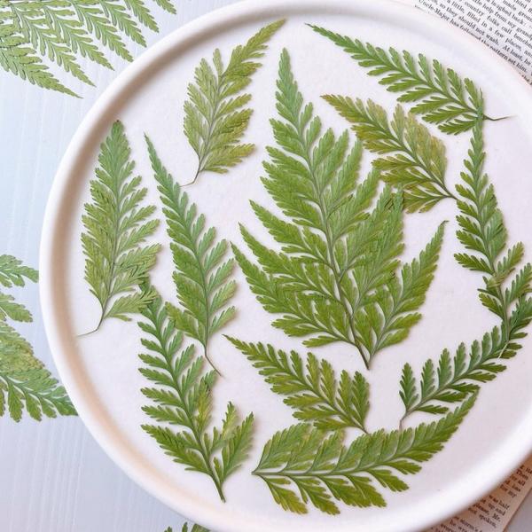 【商品番号：185-00166】/【VAR：】date20241024ドライフラワー花材 押し花【m flowers】