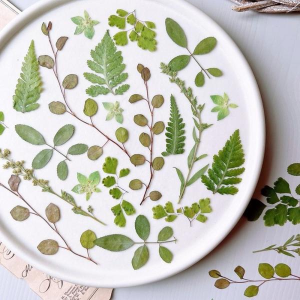 【商品番号：185-00167】/【VAR：】date20241024ドライフラワー花材 押し花