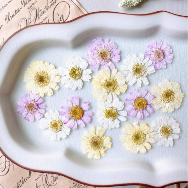 【商品番号：185-00176】/【VAR：81409】date20241125ドライフラワー花材 押し花【m flowers】