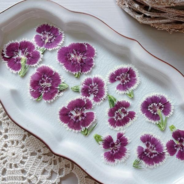 【商品番号：185-00178】/【VAR：81410】date20241125ドライフラワー花材 押し花【m flowers】