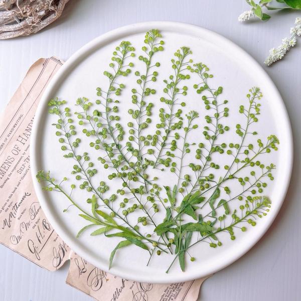 【商品番号：185-00180】/【VAR：】date20241125ドライフラワー花材 押し花