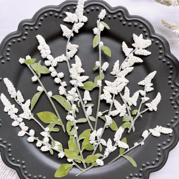 【商品番号：185-00183】/【VAR：】date20241125ドライフラワー花材 押し花