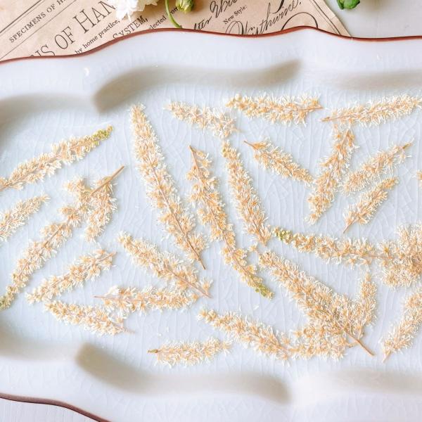 【商品番号：185-00200】/【VAR：】date20250110ドライフラワー花材 押し花【m flowers】