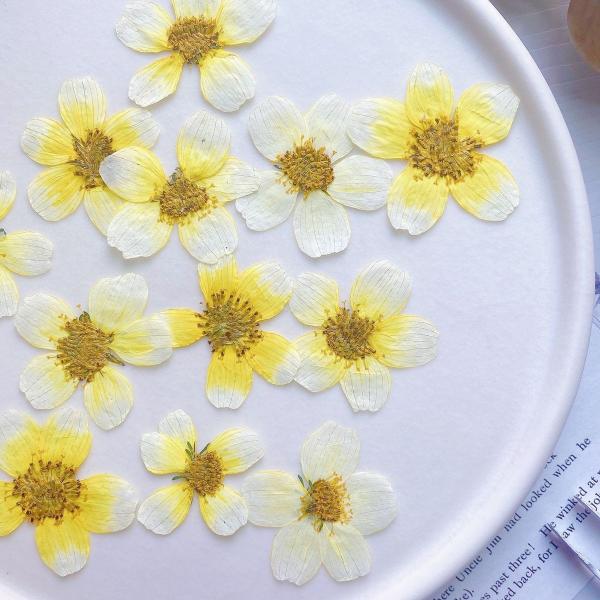 【商品番号：185-00201】/【VAR：】date20250110ドライフラワー花材 押し花