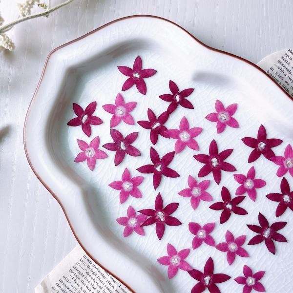 【商品番号：185-00204】/【VAR：】date20250307ドライフラワー花材 押し花【m flowers】