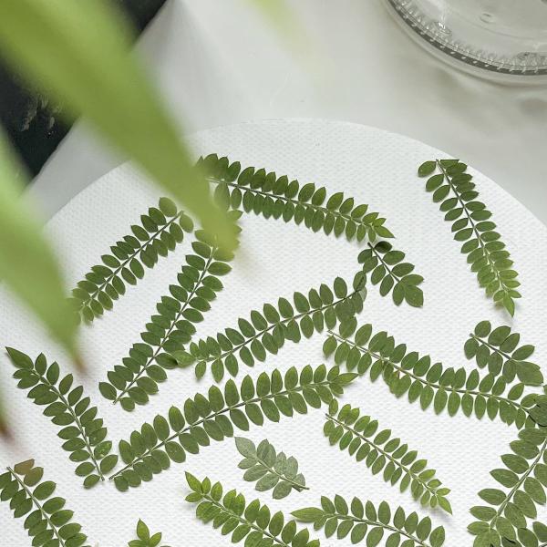 【商品番号：185-00231】/【VAR：】date20251003ドライフラワー花材 押し花