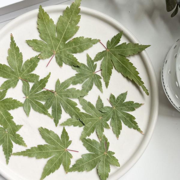 【商品番号：185-00234】/【VAR：】date20251003ドライフラワー花材 押し花