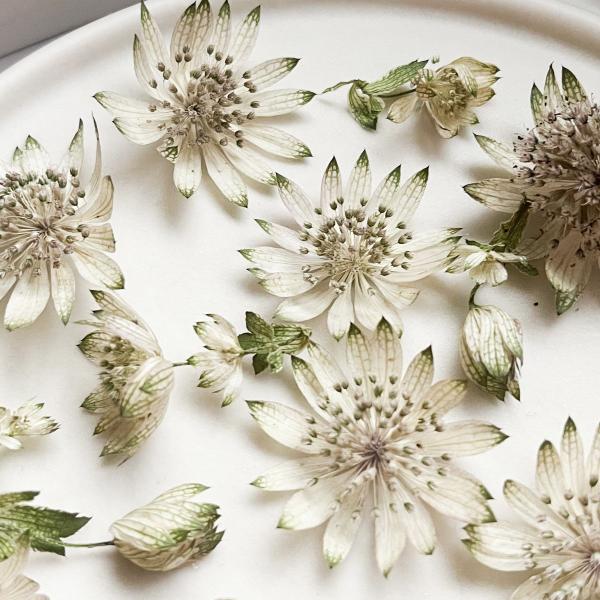 【商品番号：185-00238】/【VAR：】date20251003ドライフラワー花材