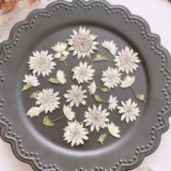 【商品番号：185-00239】/【VAR：】date20251003ドライフラワー花材 押し花