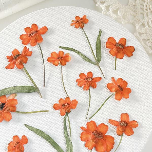 【商品番号：185-00240】/【VAR：】date20251003ドライフラワー花材 押し花