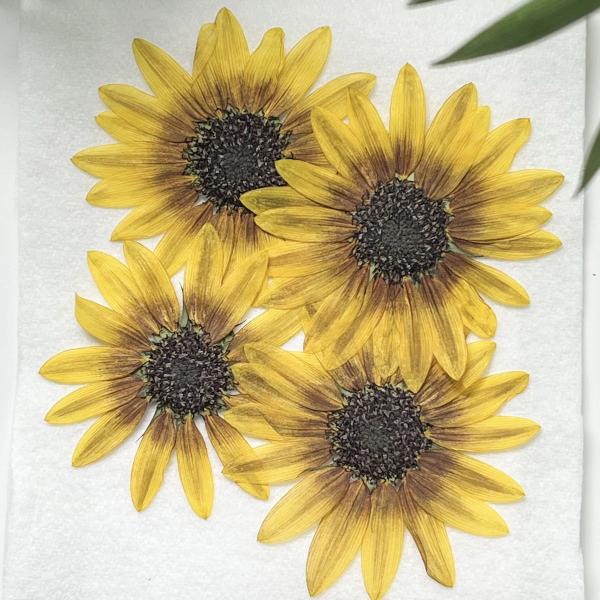 【商品番号：185-00241】/【VAR：85557】date20251003ドライフラワー花材 押し花【m flowers】