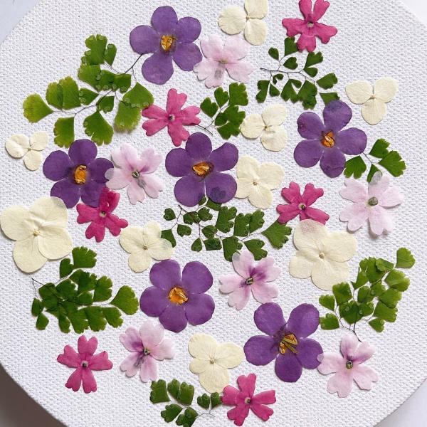 【商品番号：185-00254】【VAR：81475】date20260601 ドライフラワー花材 押し花