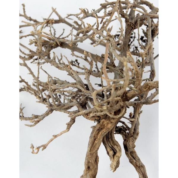 【商品番号：207-00688】/【VAR：】date20240311/ドライ枝物 その他【ホワイエ】