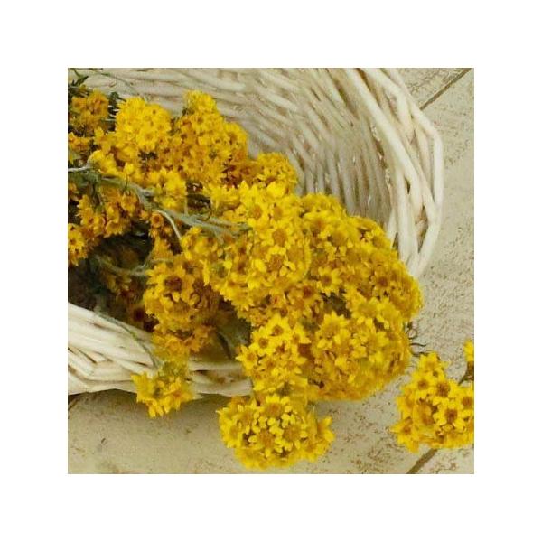 【商品番号：235-00027】/【VAR：81432】20210316newドライフラワー花材 その他ドライフラワー