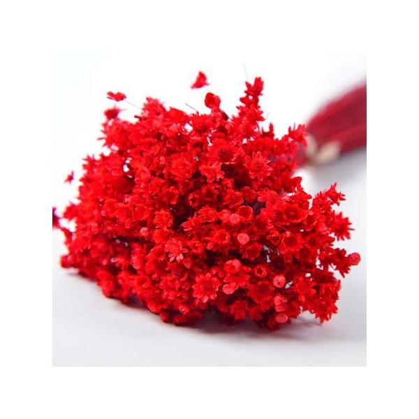 【商品番号：235-00036】/【VAR：52304】20210316new/bk-3016ドライフラワー花材 スターフラワー