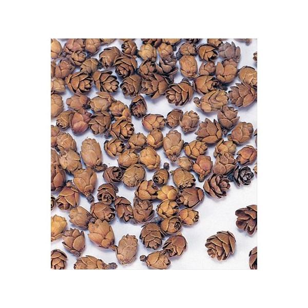 【商品番号：235-00064】/【VAR：1686】20210316newドライ実物＆フルーツ 松かさ、から松