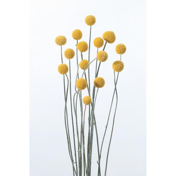 【商品番号：235-00092】/【VAR：4548】20210316new/bk-3016/クラスペディアドライフラワー花材 ボタンフラワー