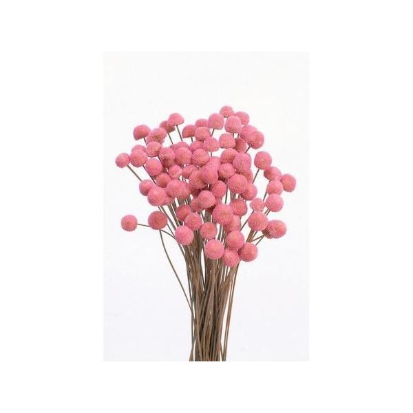 【商品番号：235-00115】/【VAR：65606】20210316new/bk-3016ドライフラワー花材 ボタンフラワー